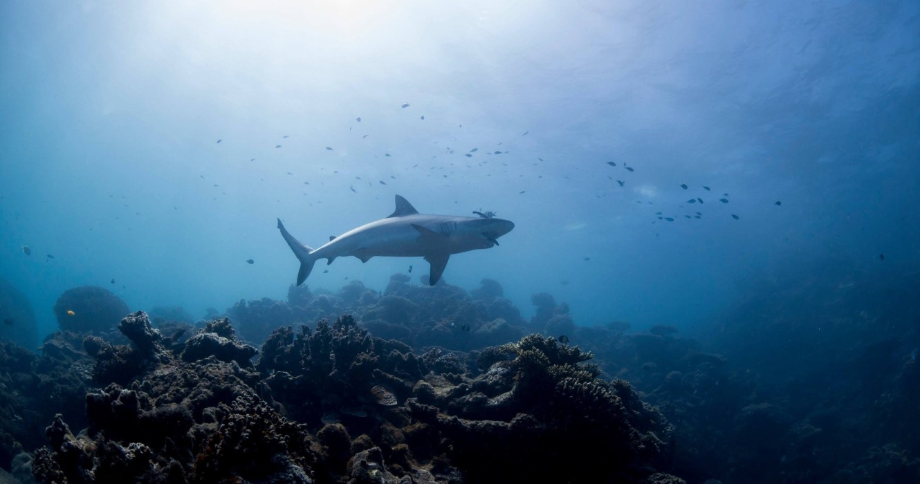 Scuba Diving Tour - Coral Bay, WA | Ningaloo Reef Dive